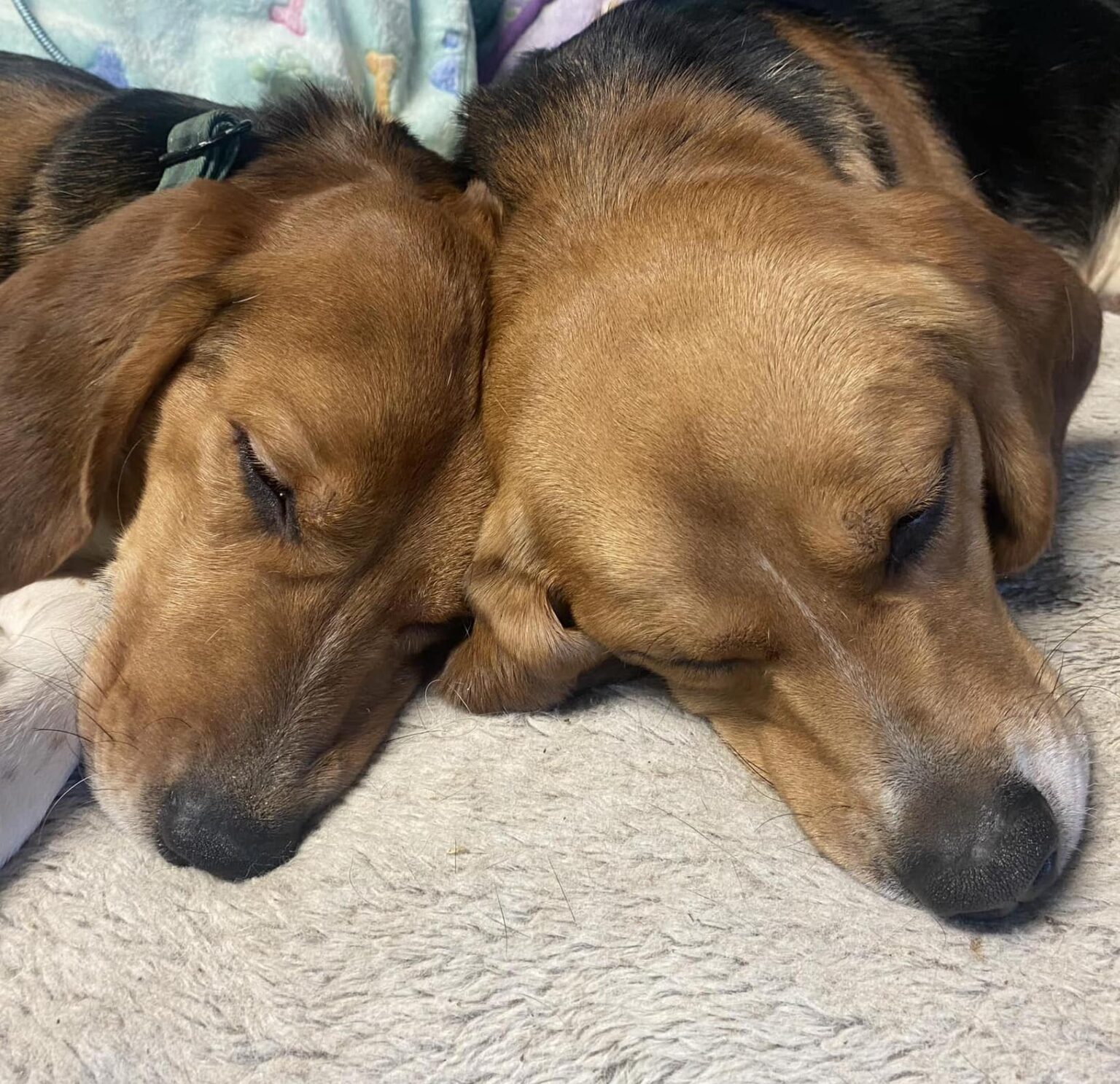 New Life Animal Sanctuary - New Life Animal Sanctuary