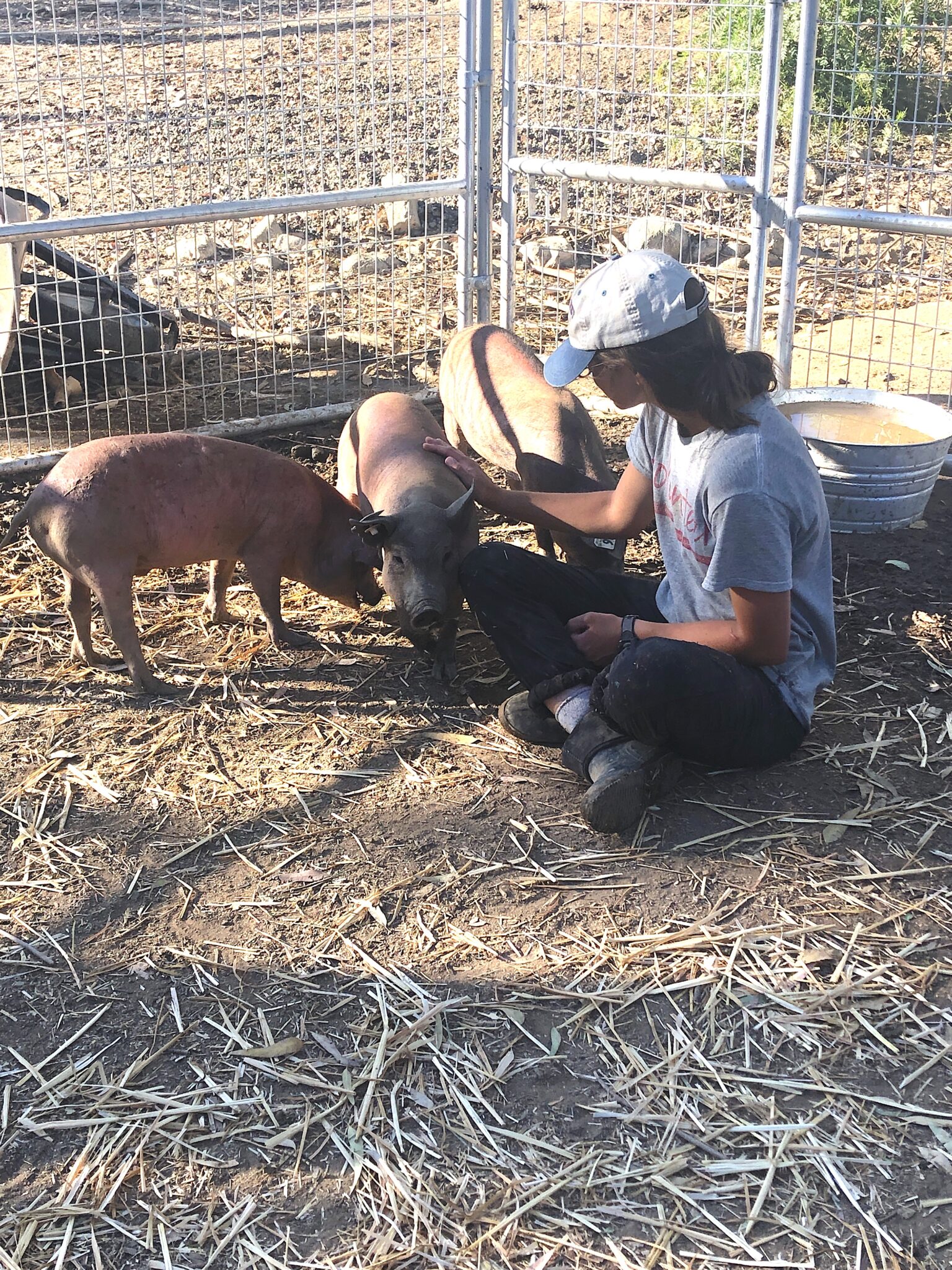 New Life Animal Sanctuary - New Life Animal Sanctuary