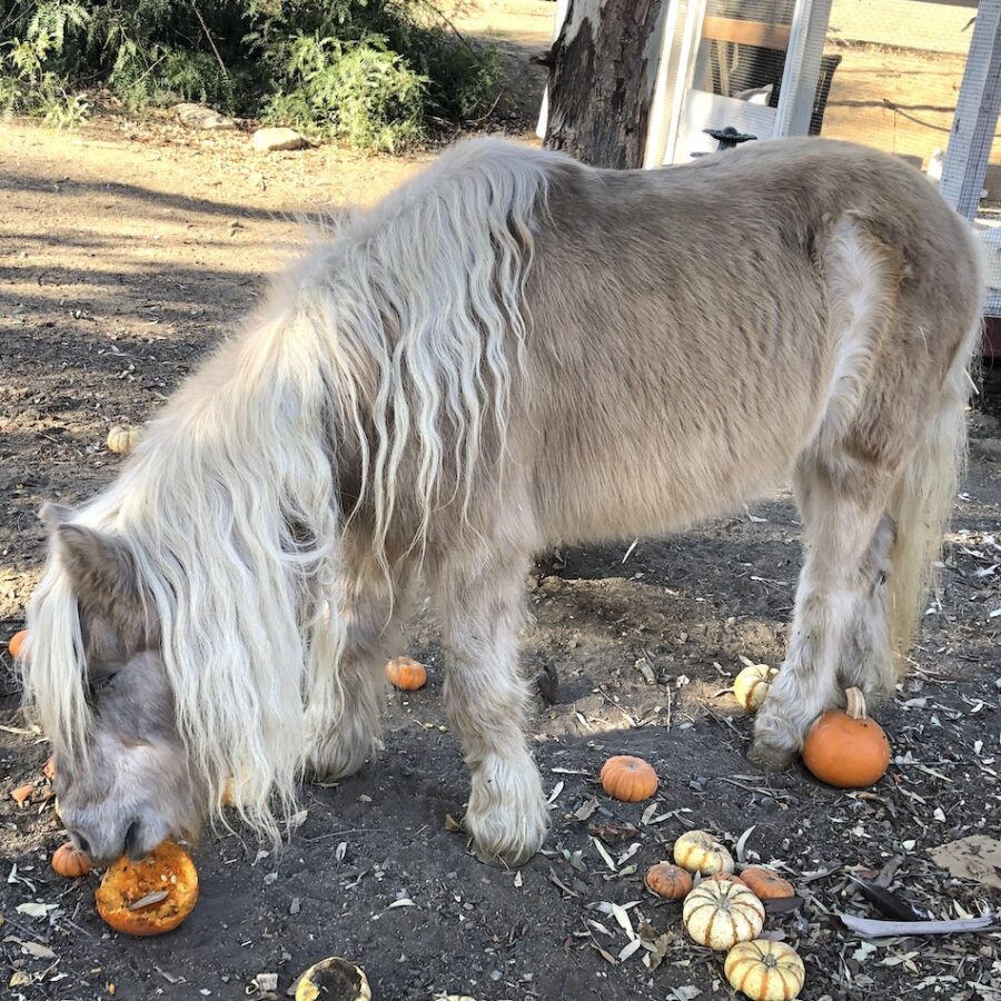 New Life Animal Sanctuary - New Life Animal Sanctuary