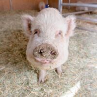 New Life Animal Sanctuary - New Life Animal Sanctuary