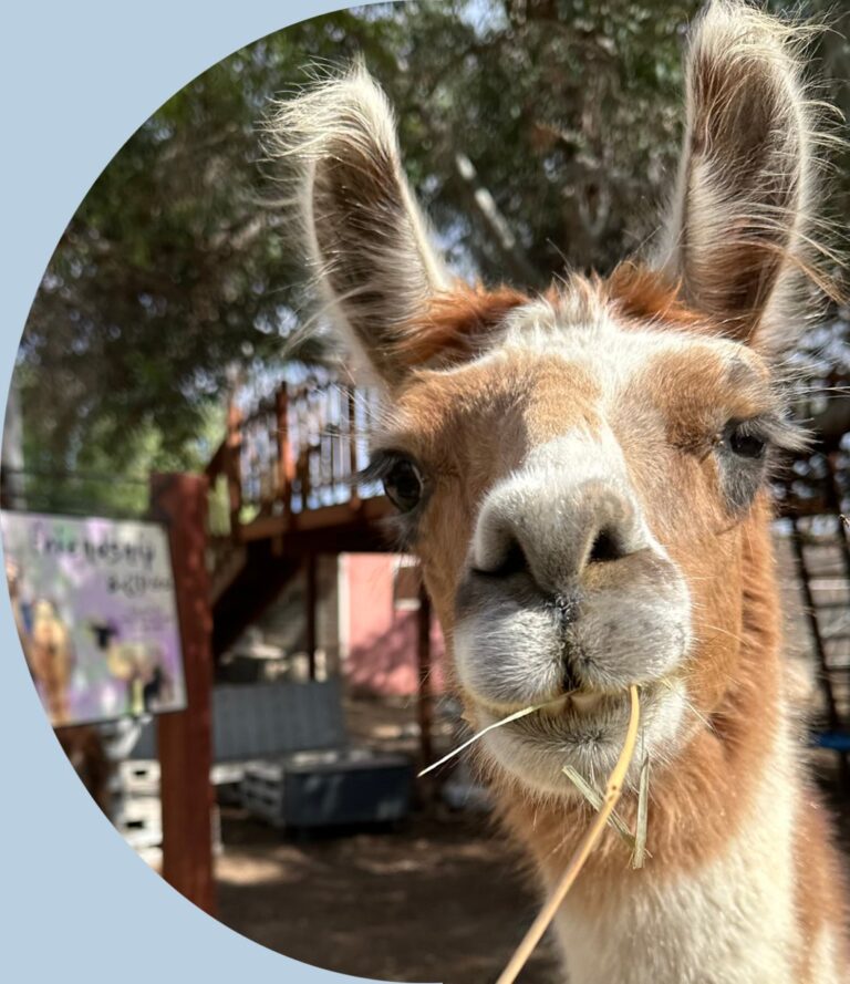 New Life Animal Sanctuary - New Life Animal Sanctuary